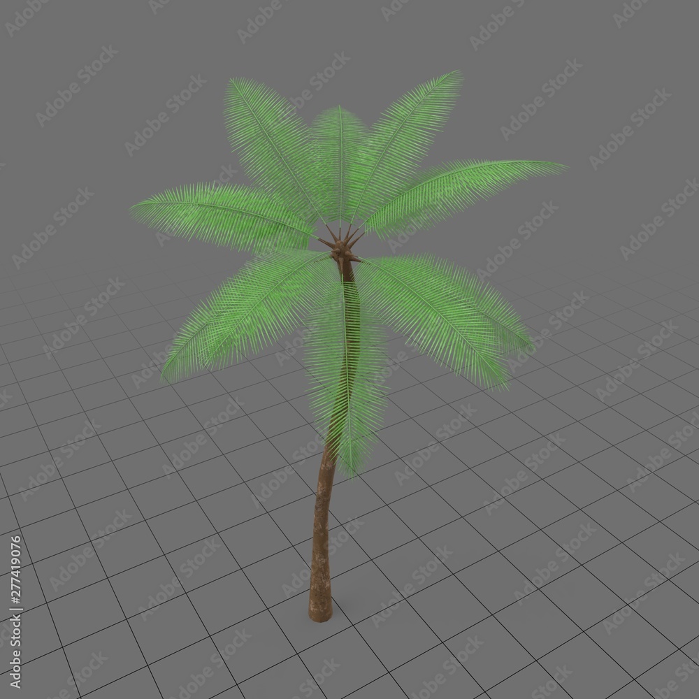Palm tree Stock 3D asset | Adobe Stock
