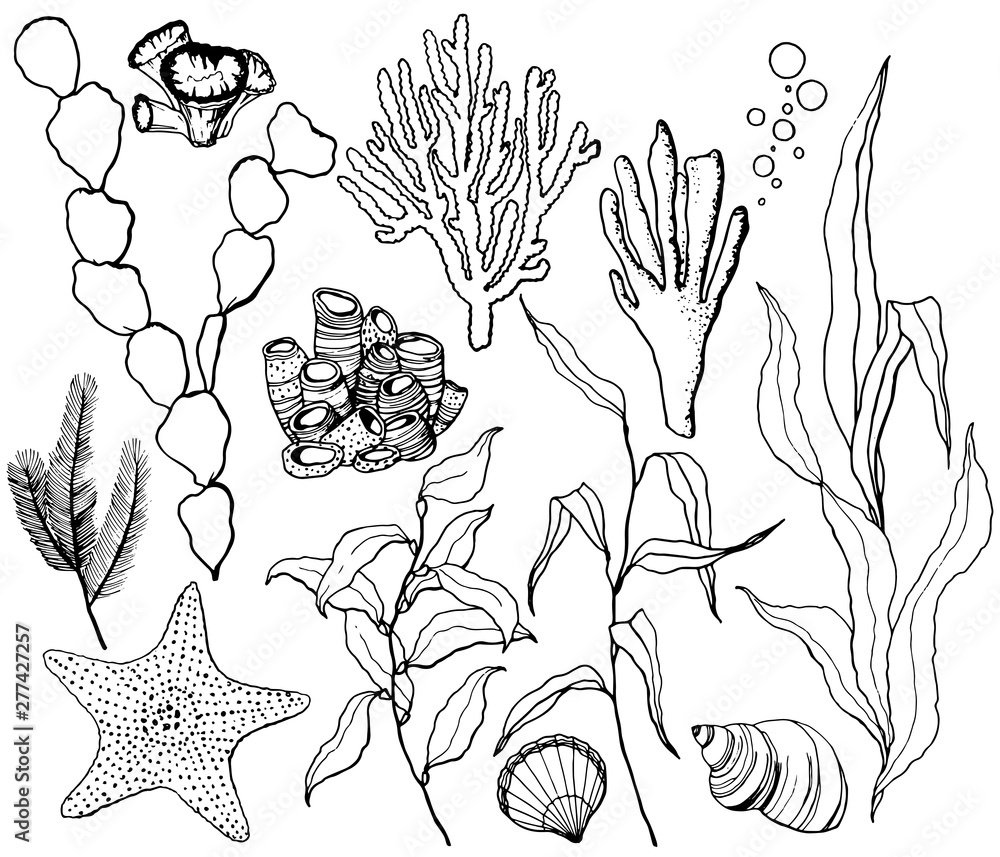 Line art vector underwater set with starfish, shells and coral reef ...