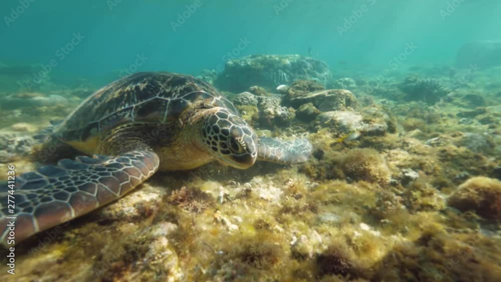 Sea turtle eating seaweed on bottom underwater view. Tropical turtle on ...