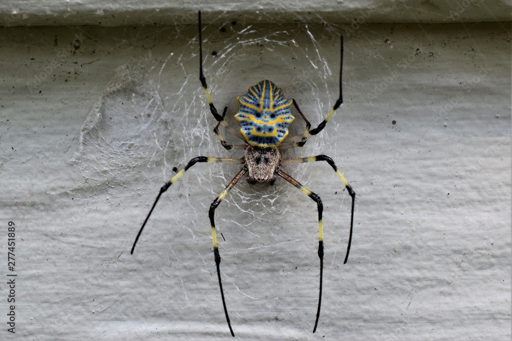 Beautiful Yellow Garden Spider Closeup Macro in Philippines Baguio ...