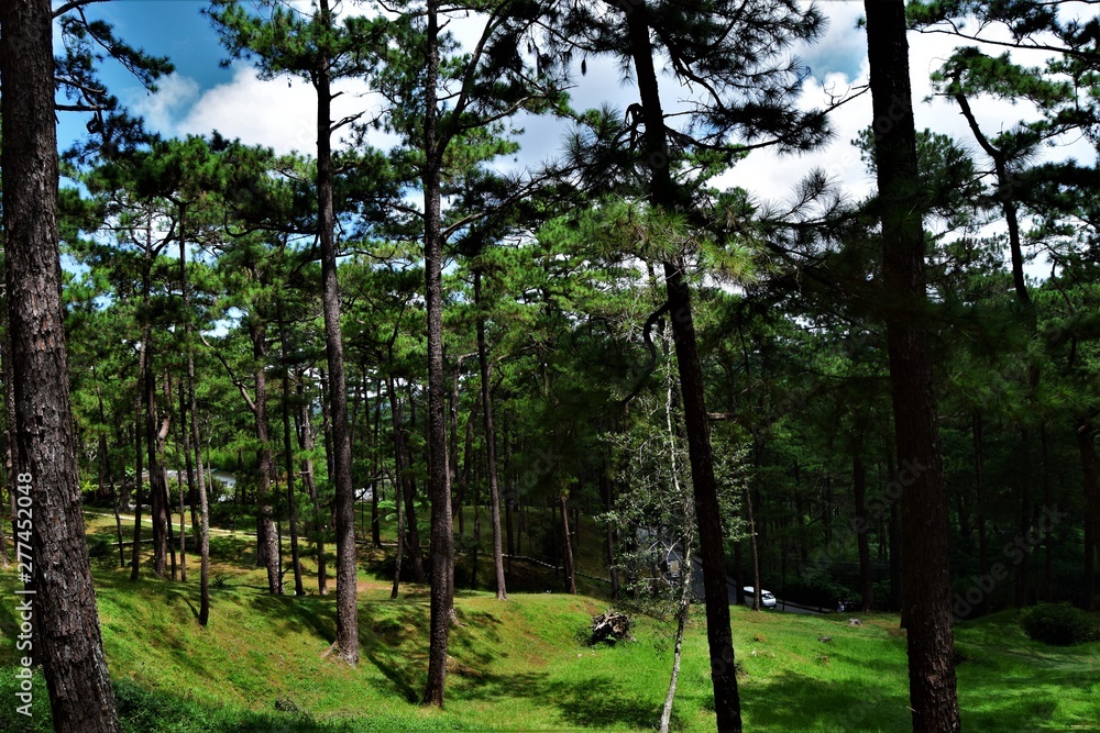 Baguio Nature in The Philippines Stock Photo | Adobe Stock