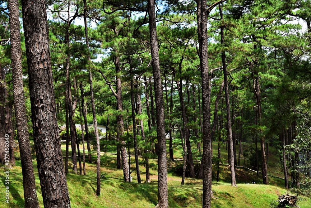 Baguio Nature in The Philippines Stock Photo | Adobe Stock