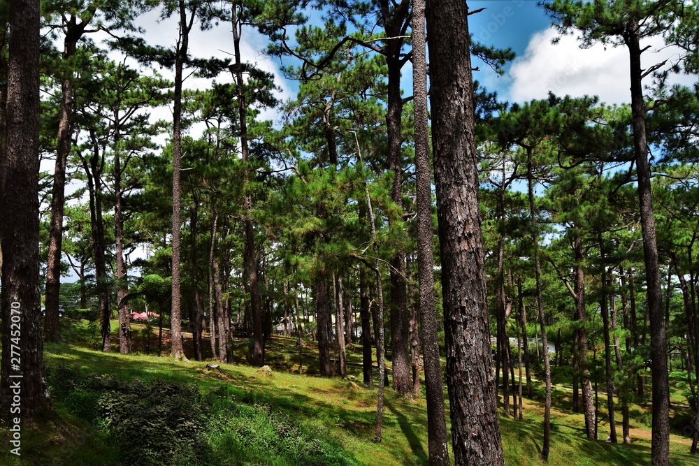 Baguio Nature in The Philippines Stock Photo | Adobe Stock