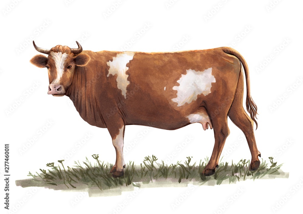 sketch of cow drawn by hand. livestock. cattle. animal grazing Stock ...
