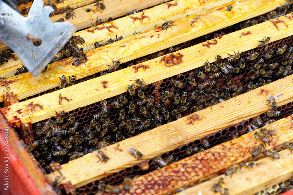 Bienenstöcke eines Imkers bei der Pflege der Bienen mit Waben und ...
