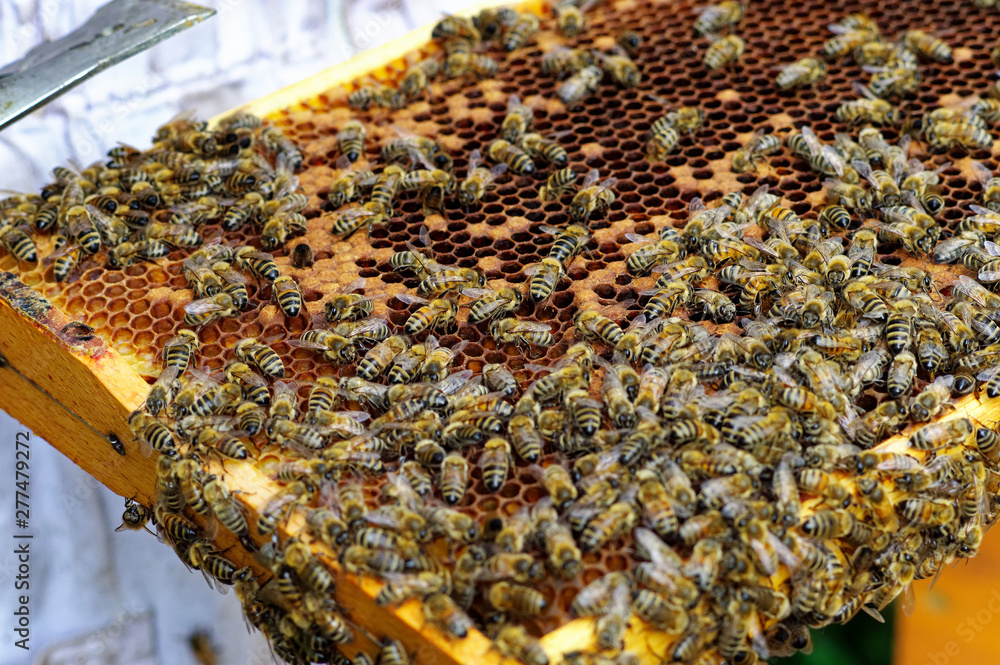 Bienenstöcke eines Imkers bei der Pflege der Bienen mit Waben und ...