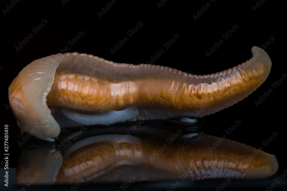 Close-up photo of Linguatula serrata or Tongue worm Stock Photo | Adobe ...
