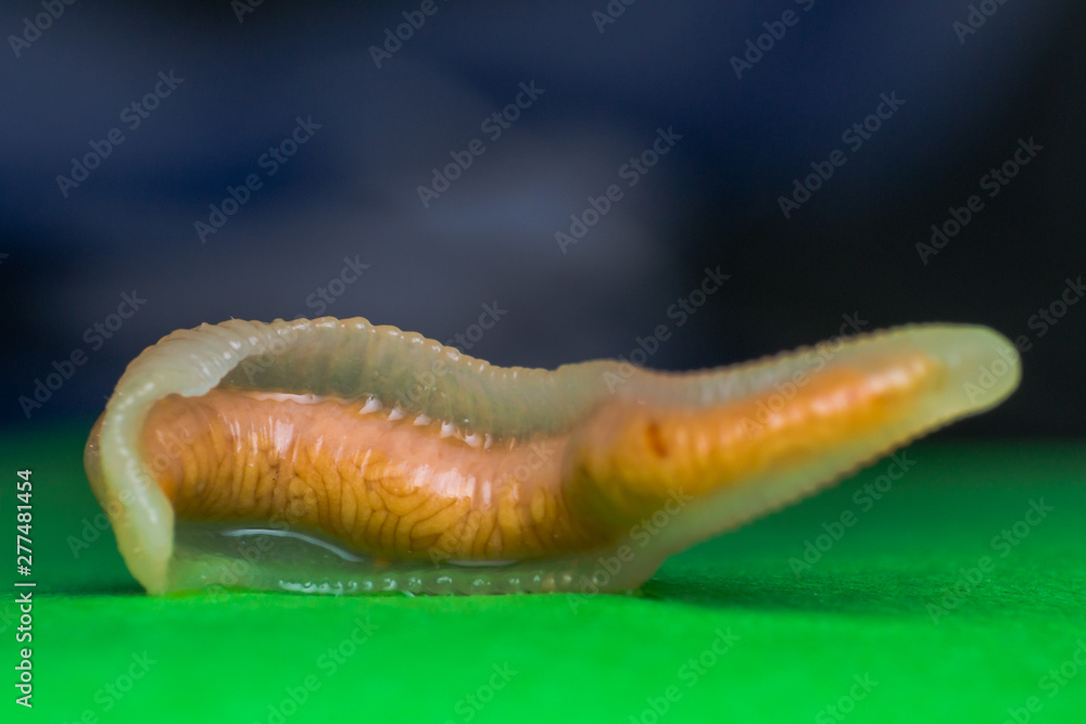 Tongue Worm