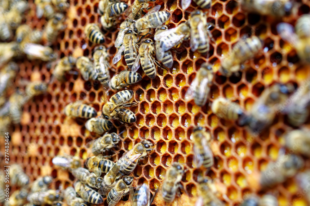 Bienenstöcke eines Imkers bei der Pflege der Bienen mit Waben und ...