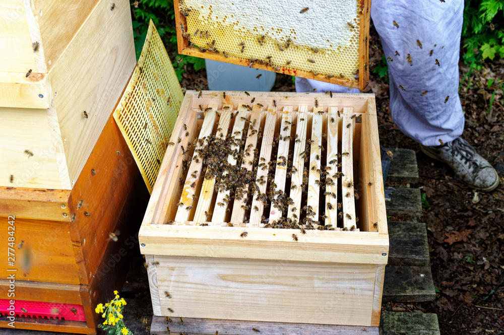 Foto de Bienenstöcke eines Imkers bei der Pflege der Bienen mit Waben ...