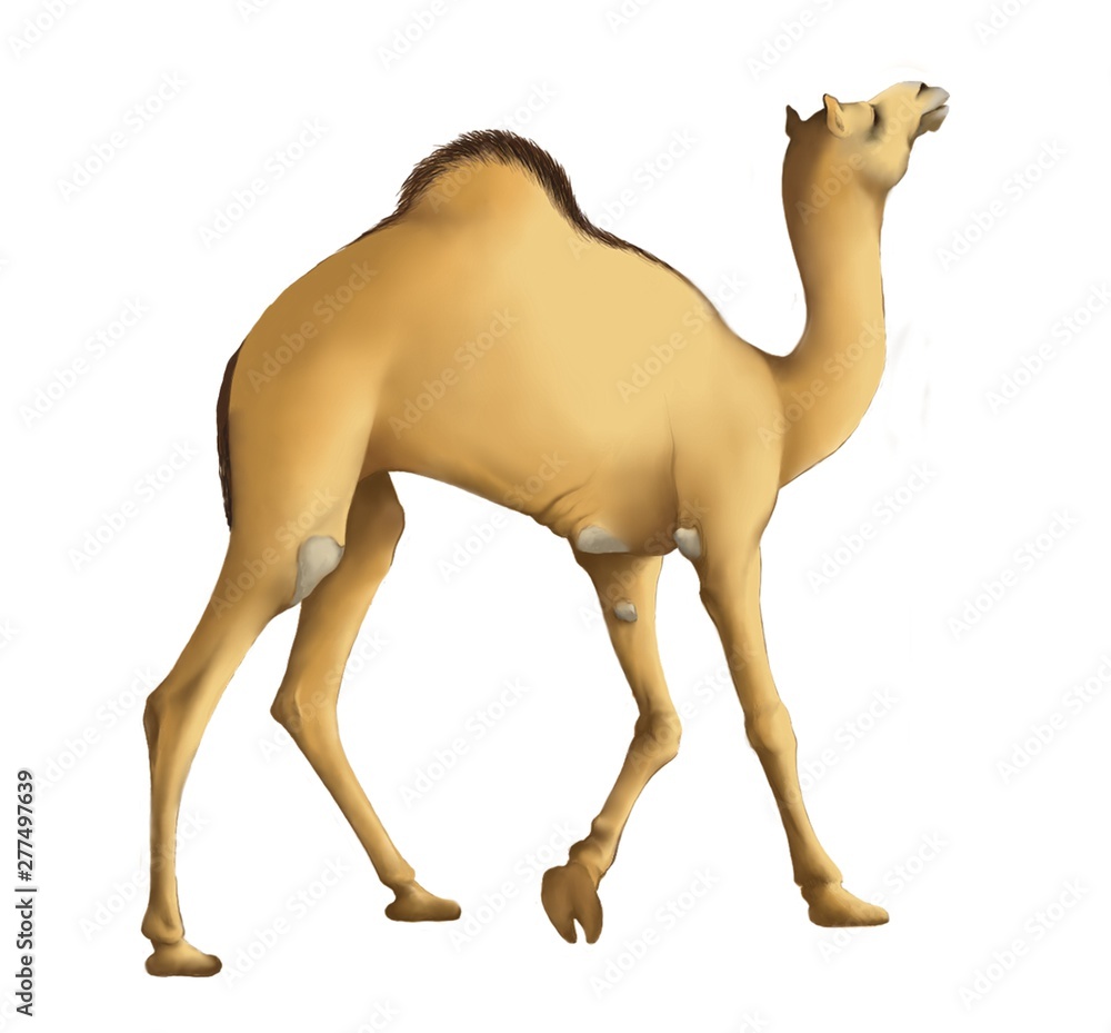 Cartoon camel goes isolated transparent background Stock Photo | Adobe ...