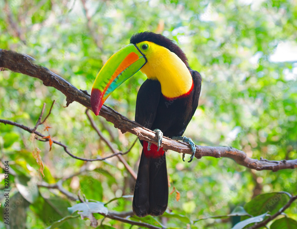 Bird Toucan sitting on a branch. Toucans with their huge beak look as ...