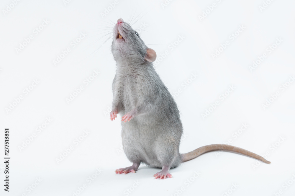 affectionate cute rat sitting on white background Stock Photo | Adobe Stock