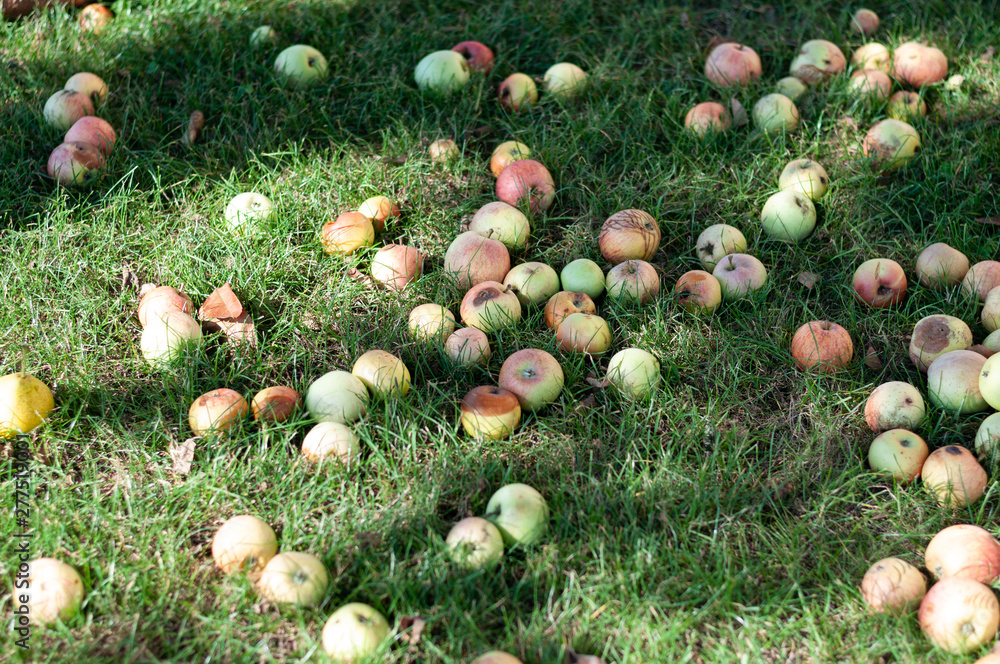 Fallobst in der Wiese, Äpfel liegen im Gras, Most, Apfelsaft, Ernte Stock Photo | Adobe Stock