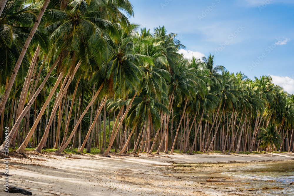 Jungle with palm trees on Coconut Beach in Port Barton, Palawan ...