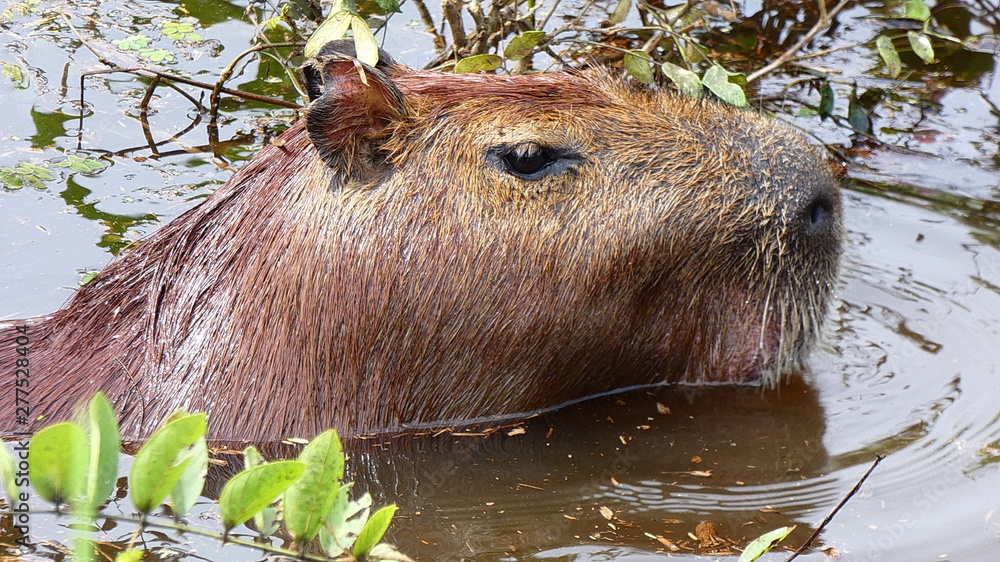 Capybara in the water of a swamp in bolivian Pantanal Stock Photo ...
