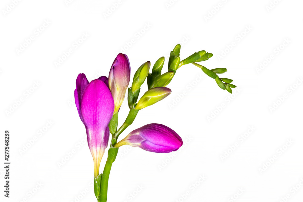 Pink Freesia Flowers