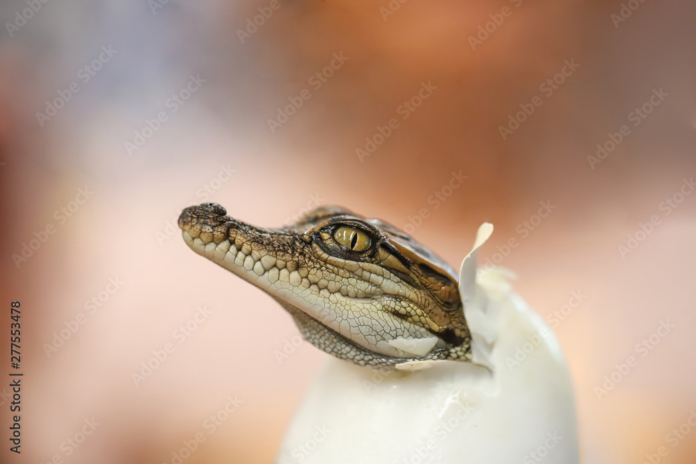 Baby Crocodile Hatching