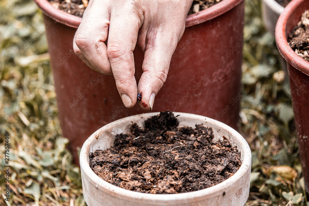 Foto de man hands planting a seed in a vase full of organic ferttilizer ...