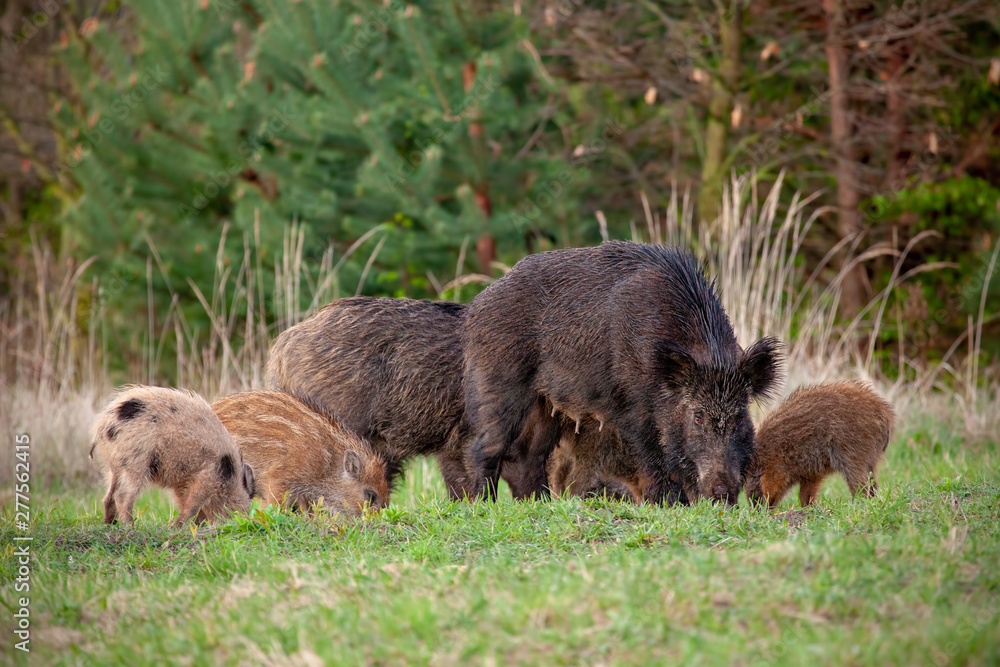 Herd Of Wild Pigs