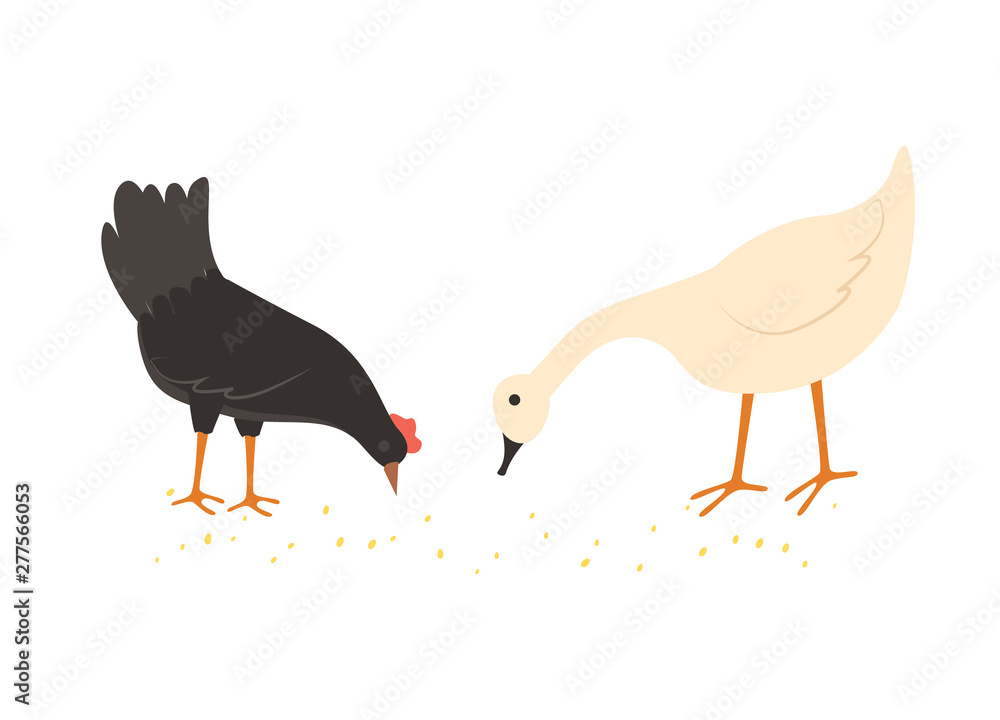 Chicken and goose vector, black hen and domestic poultry animal with ...