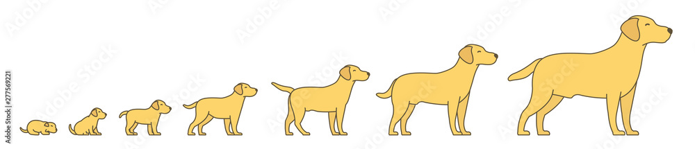 Stages of dog growth set. From puppy to adult dog development. Animal ...