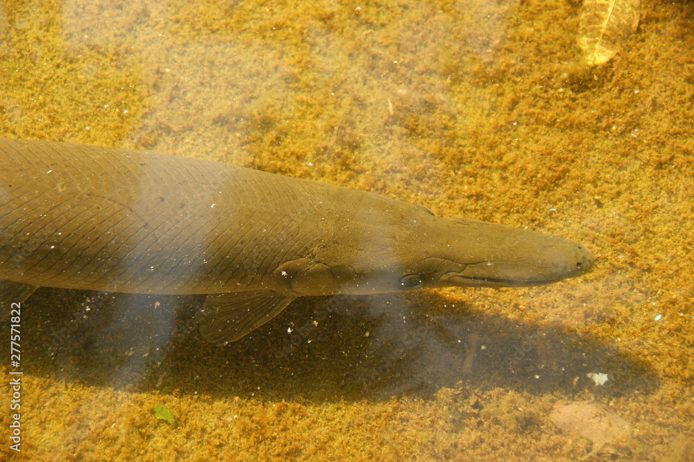 Manjuari - half reptile, half fish. The Cuban gar (Atractosteus ...