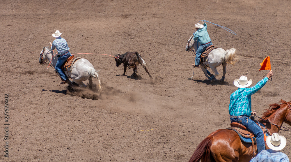 Rodeo Horses Roping