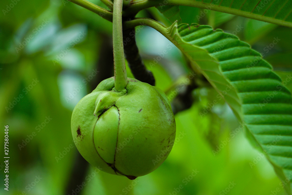 Chulta tree Dillenia indica, Elephant apple on tree or Chalta of South ...