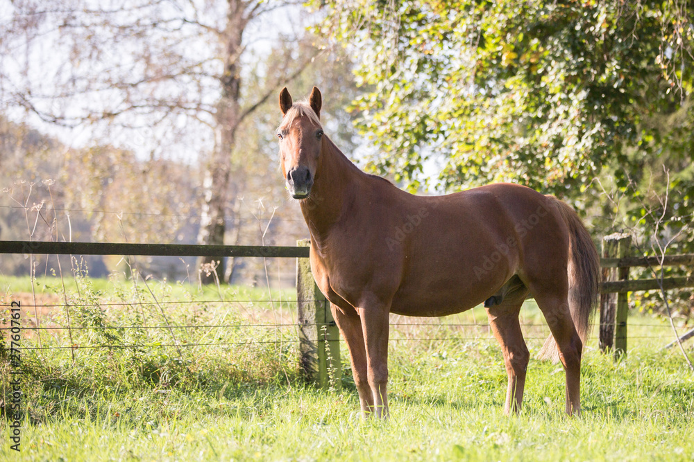 Pferd Auf Weide
