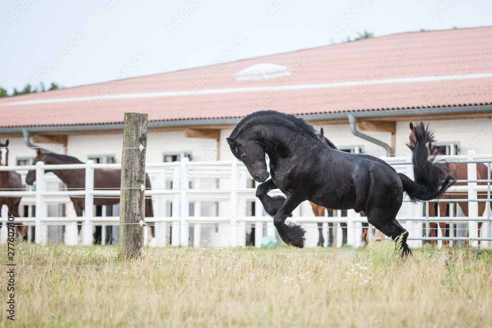 Friese auf der weide Stock Photo | Adobe Stock