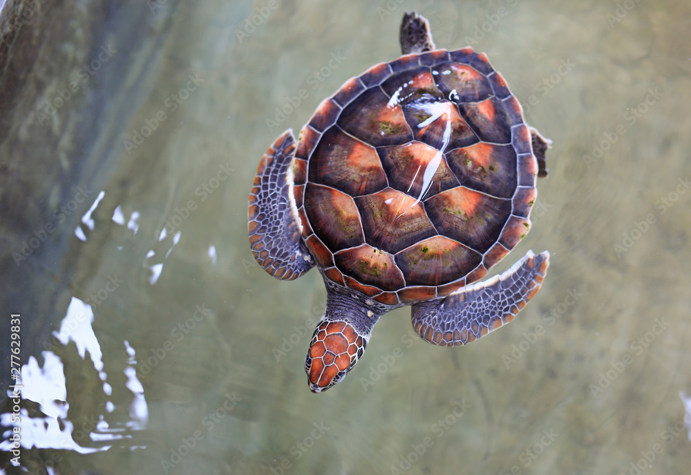 Sea turtle swimming in nursery pool at breeding center. Stock Photo ...