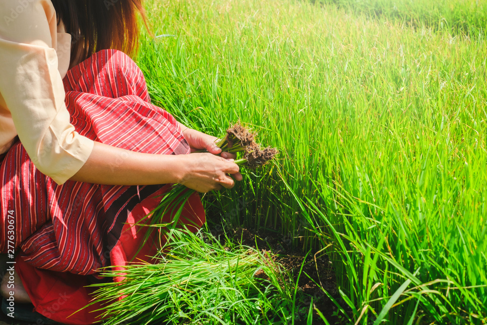 working hands on rice field with rice uprooting for farming and showing ...