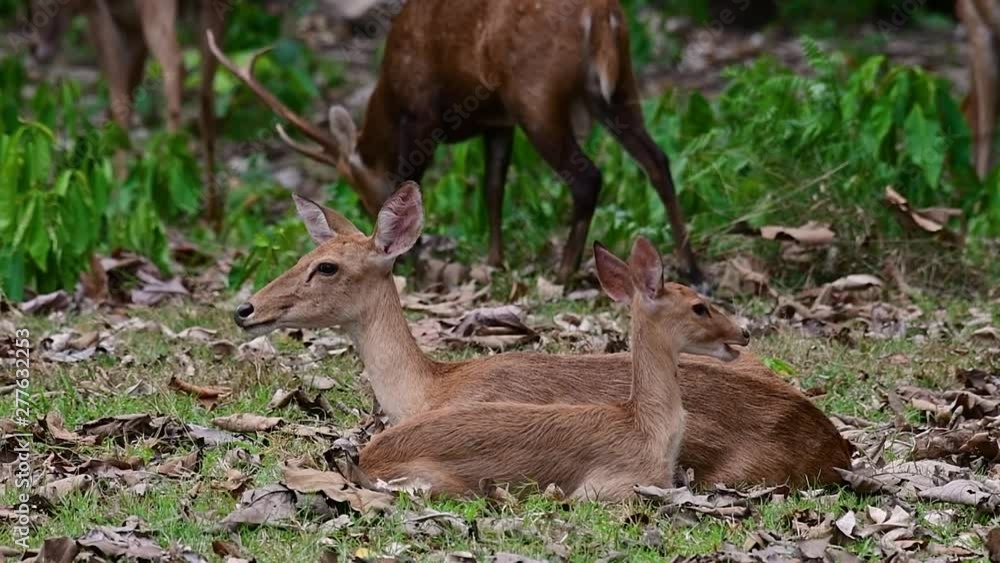 Video „The Eld's Deer is an Endangered species due to habitat loss and ...