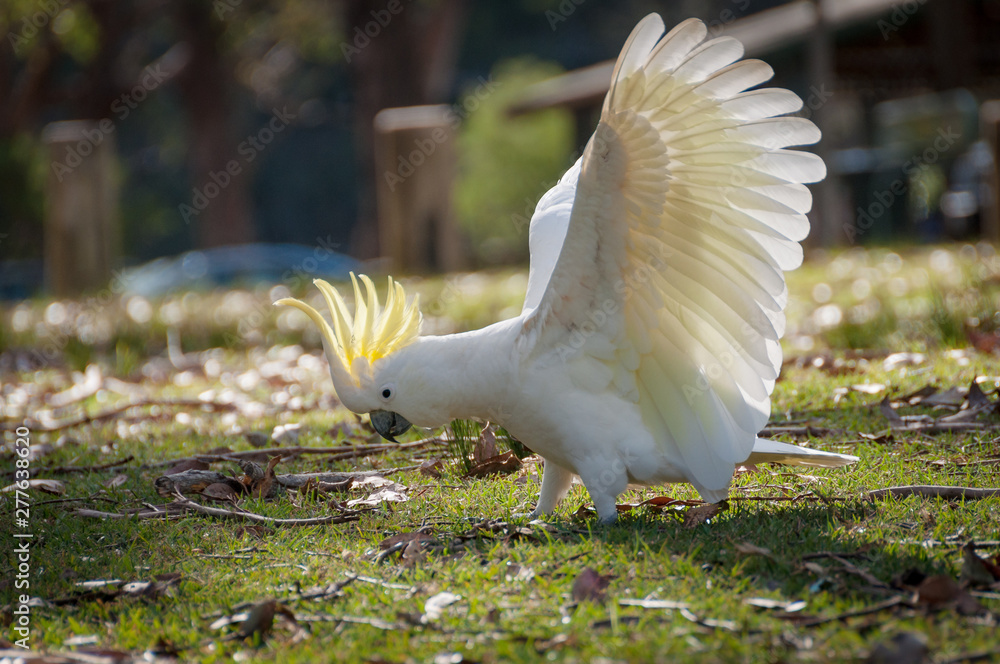 Australian sulphur-crested cockatoo standing on the ground with wings ...