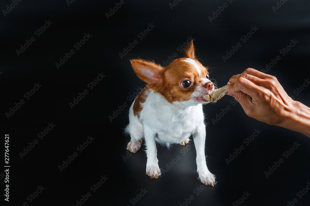 Puppy dog chihuahua eat food from hand,Dog eats chicken,training a dog ...
