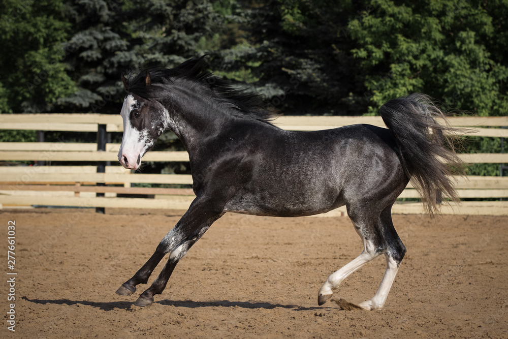 Black Arabian Horses Running