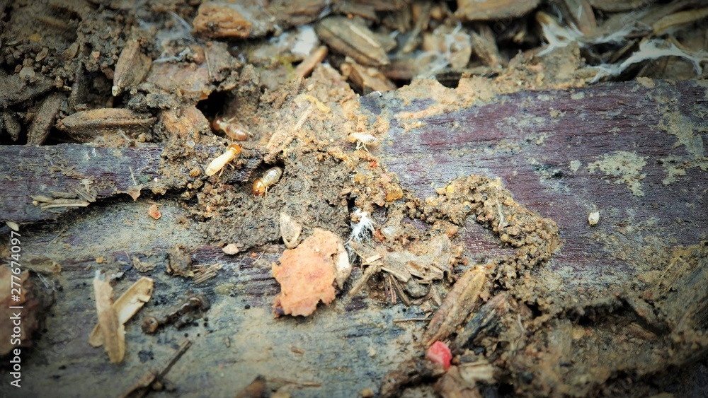 Few Indian drywood termite - Cryptotermes brevis running on a Wood ...