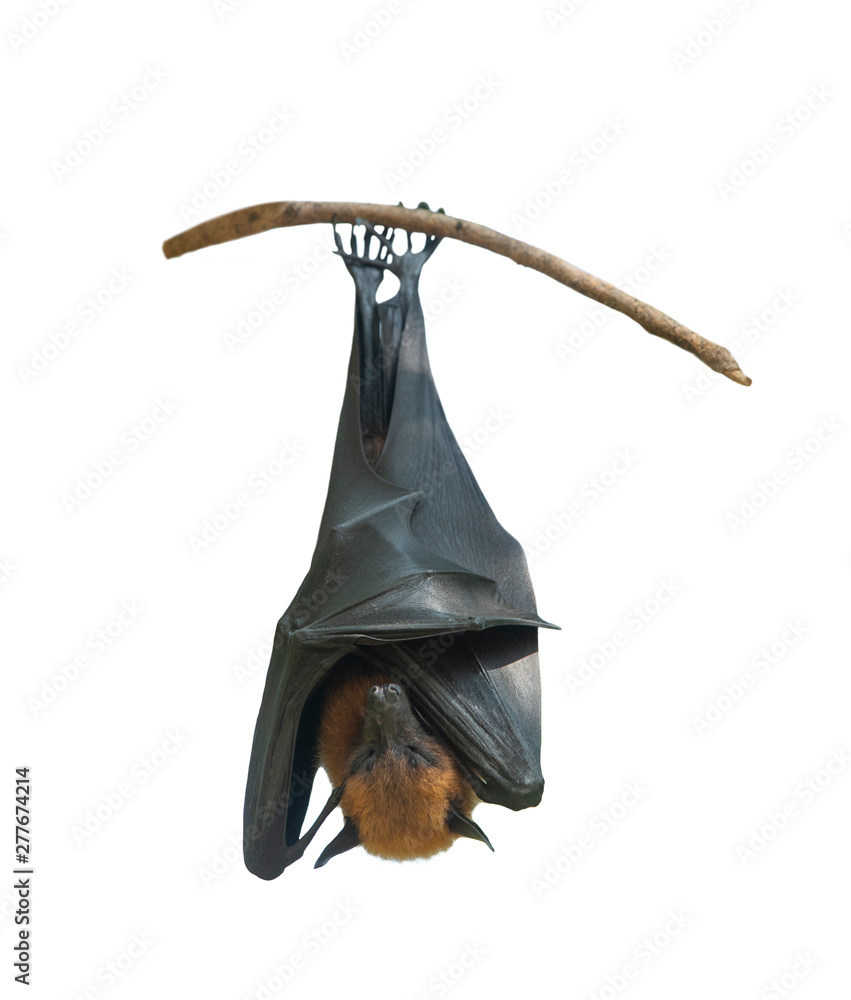 Bat hanging upside down on the tree and isolated on white background ...