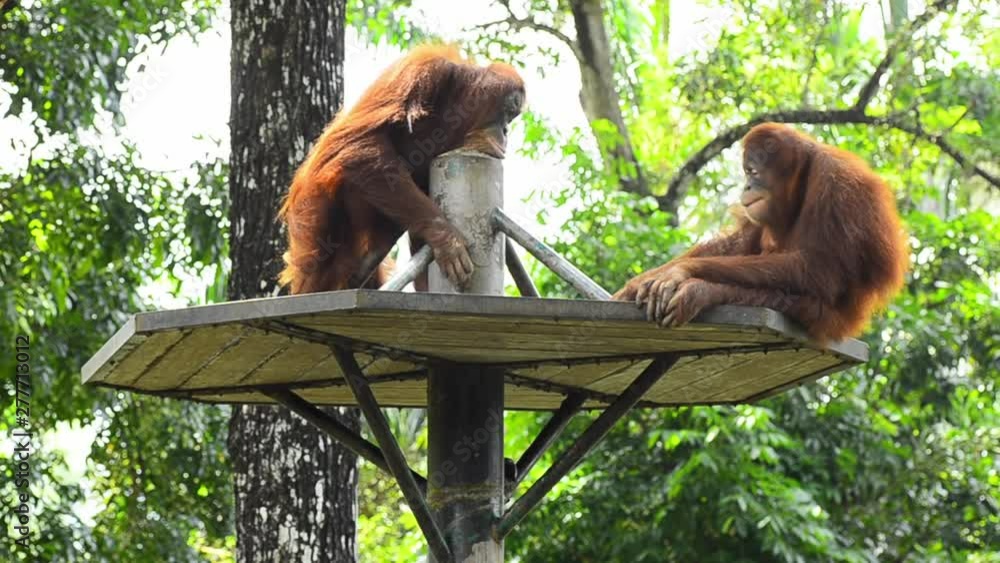 orang utan (pongo pygmaeus) at the zoo. it natural habitat only can be ...