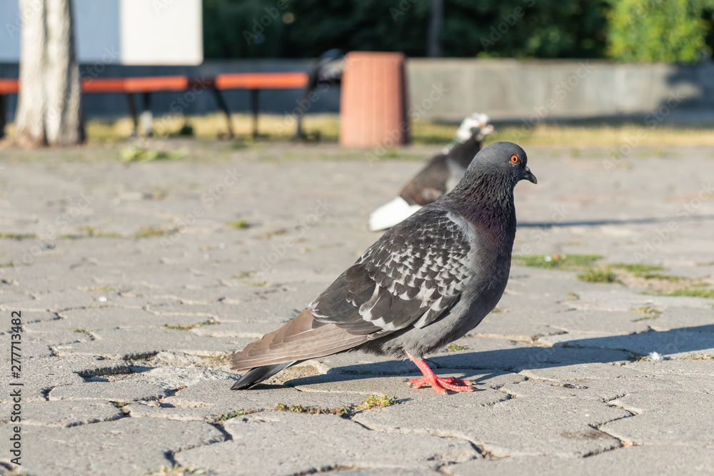 Dove sitting on the street. Pigeons at the city square. Birds group in ...