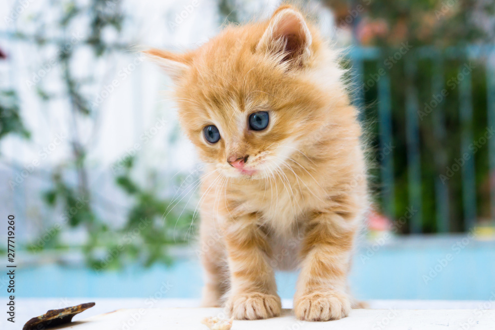 Beautiful little red kitten with blue eyes in street background ...