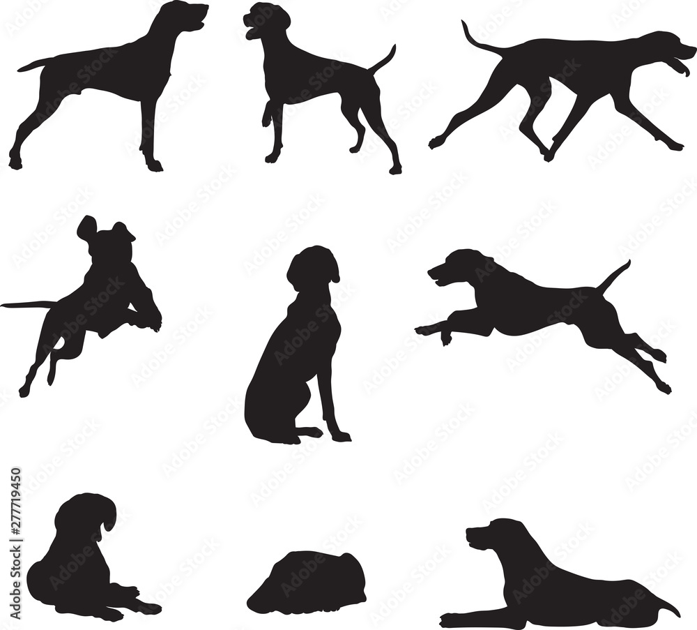Dog, kurchaar, breed of dogs, various poses, movements and ...