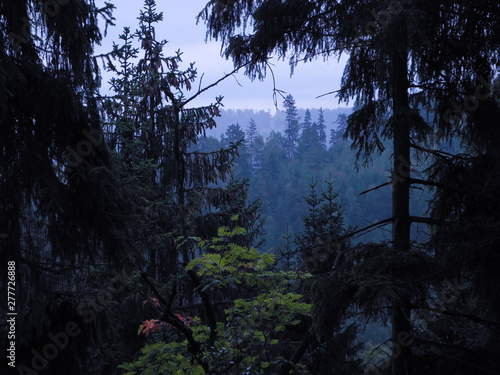 Photography of sullen frowning overcast forest. Silhouettes of tree ...
