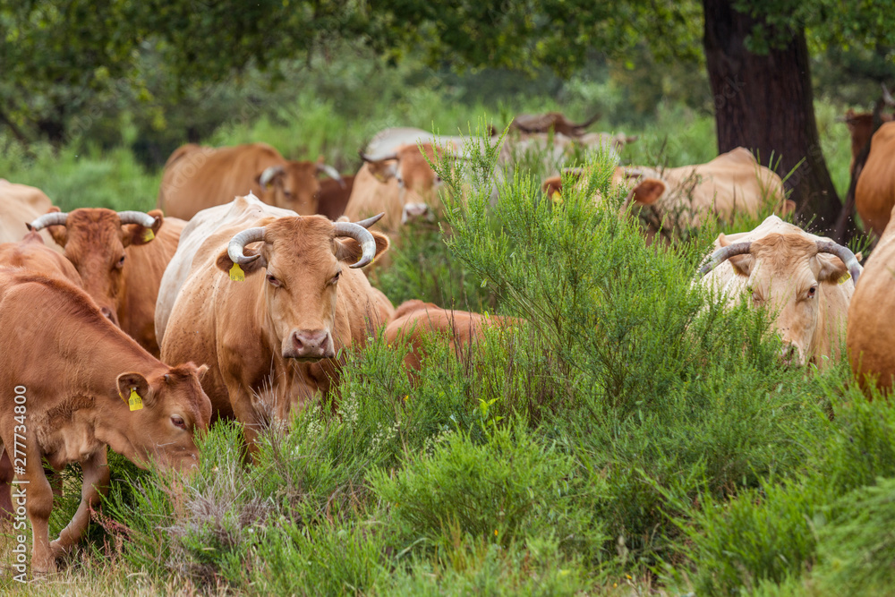 Rinderherde auf der Weide im Naturschutzgebiet Stock Photo | Adobe Stock