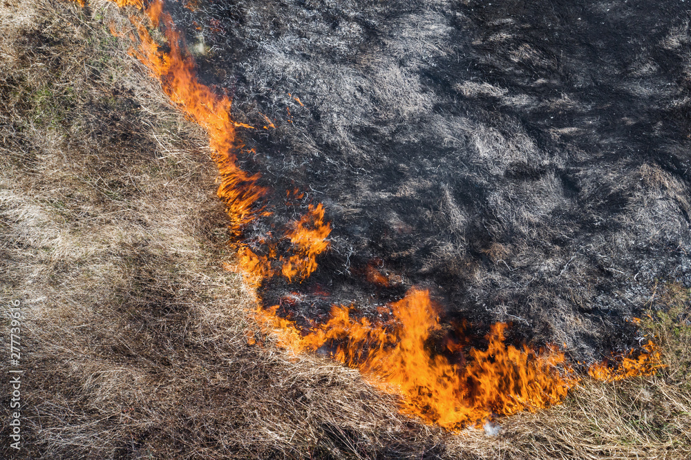 Burned Forest Birds Eye View