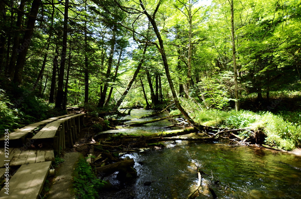 Senjogahara Marshland is an idyllic marshland with nice hiking trails ...