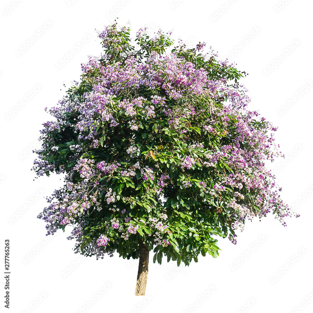 Purple Trees isolated on white background, tropical trees isolated used ...