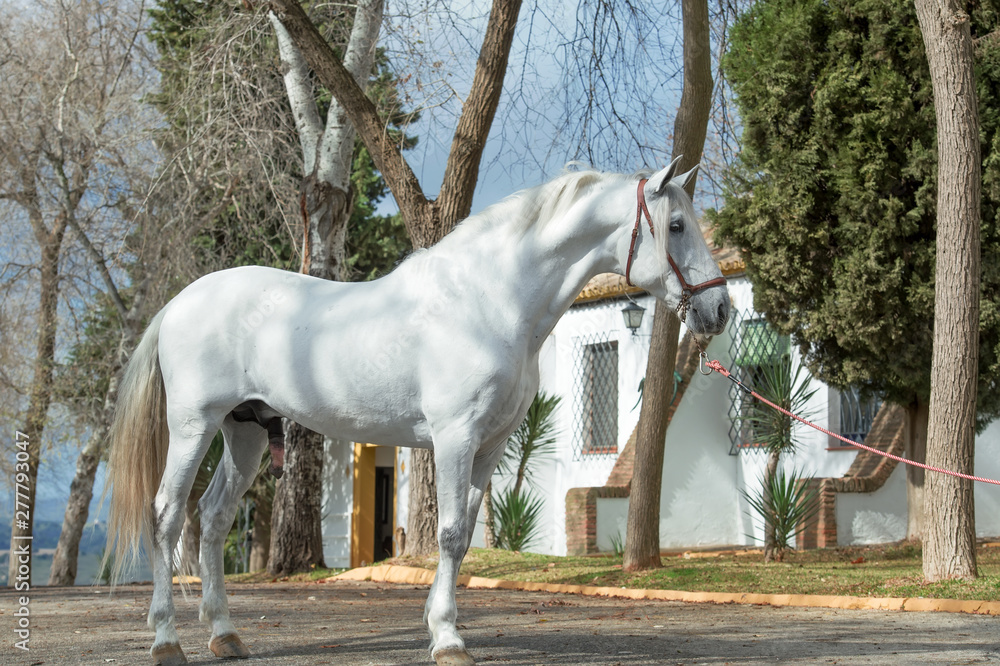 White Hanoverian Horse