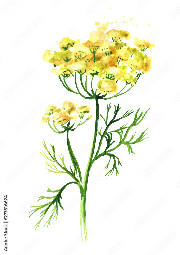 Fennel Flower Vector